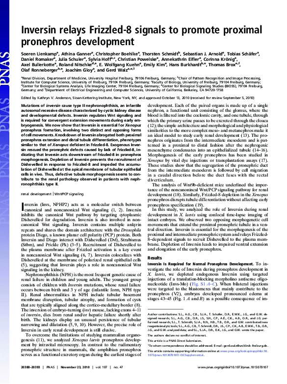 (PDF) Inversin relays Frizzled-8 signals to promote proximal pronephros ...