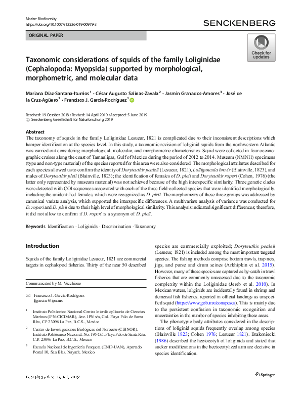 (PDF) Taxonomic considerations of squids of the family Loliginidae ...