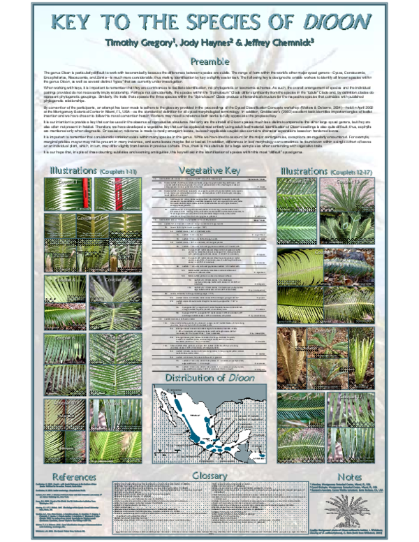 (PDF) A New Cycad Species in the Genus Dioon (Zamiaceae) from the ...