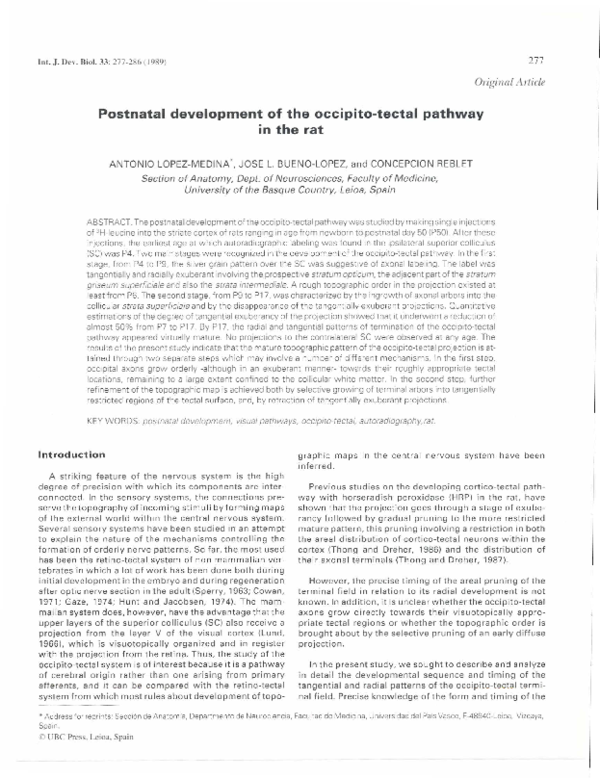(PDF) Postnatal development of the occipito-tectal pathway in the rat