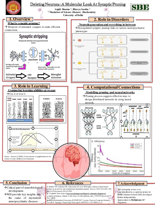 (PDF) Deleting Neurons: A closer look at Synaptic Pruning | Bhavya ...