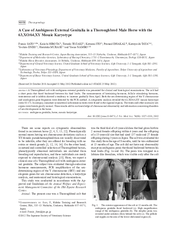 (PDF) A Case of Ambiguous External Genitalia in a Thoroughbred Male ...