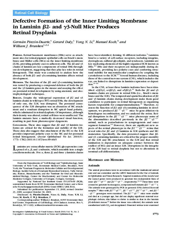 (PDF) Defective Formation of the Inner Limiting Membrane in the ß23 ...