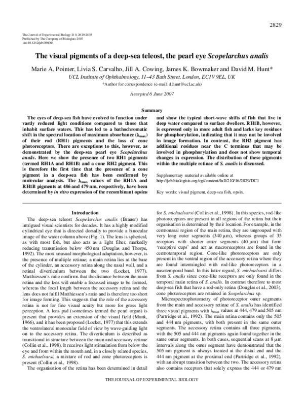 (PDF) The visual pigments of a deep-sea teleost, the pearl eye ...