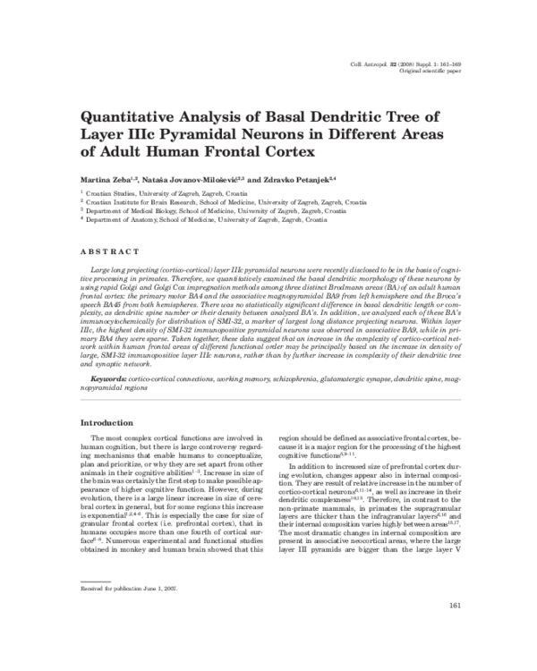 (PDF) Quantitative analysis of basal dendritic tree of layer III pyramidal neurons in different ...