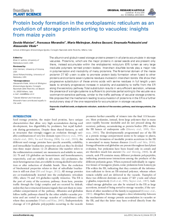 (PDF) Protein body formation in the endoplasmic reticulum as an ...