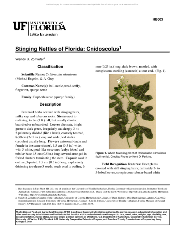 (PDF) Stinging Nettles of Florida: Cnidoscolus