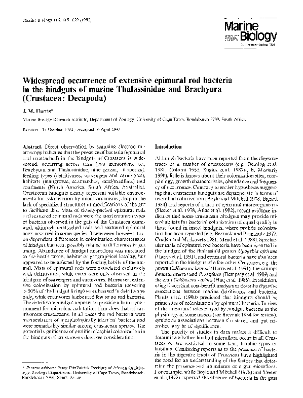 (PDF) Widespread occurrence of extensive epimural rod bacteria in the ...