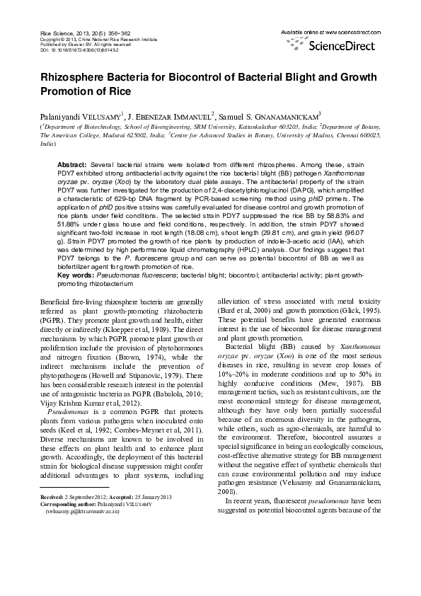(PDF) Rhizosphere Bacteria for Biocontrol of Bacterial Blight and ...