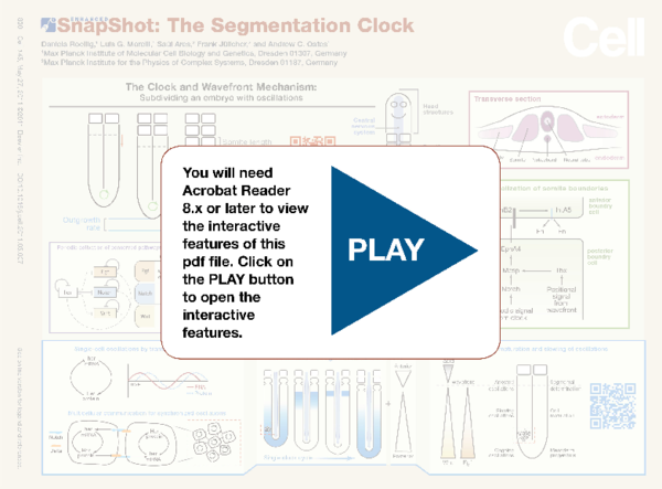 Enhanced SnapShot: The Segmentation Clock