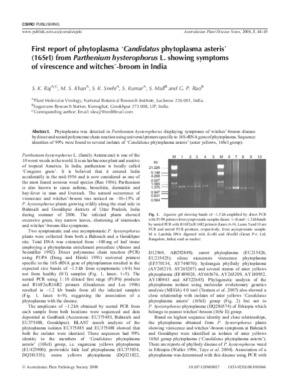 (PDF) First report of phytoplasma 'Candidatusphytoplasma asteris ...