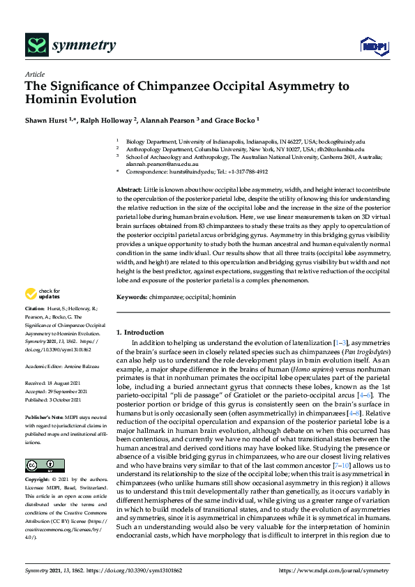 (PDF) The Significance of Chimpanzee Occipital Asymmetry to Hominin ...