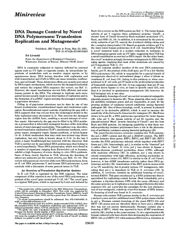 (PDF) DNA Damage Control by Novel DNA Polymerases: Translesion ...