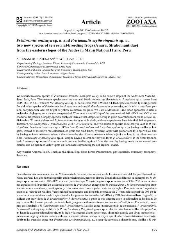 (PDF) Pristimantis antisuyu sp. n. and Pristimantis erythroinguinis sp ...