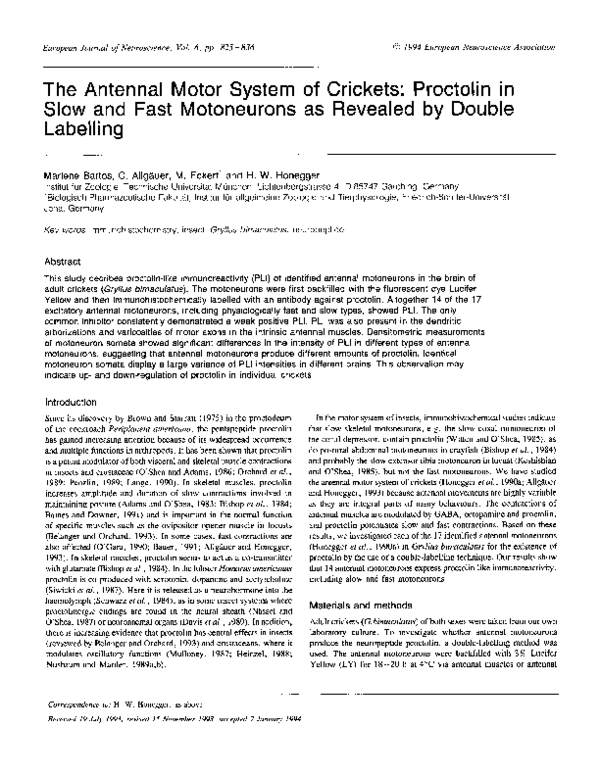 (PDF) The Antennal Motor System of Crickets: Proctolin in Slow and Fast ...