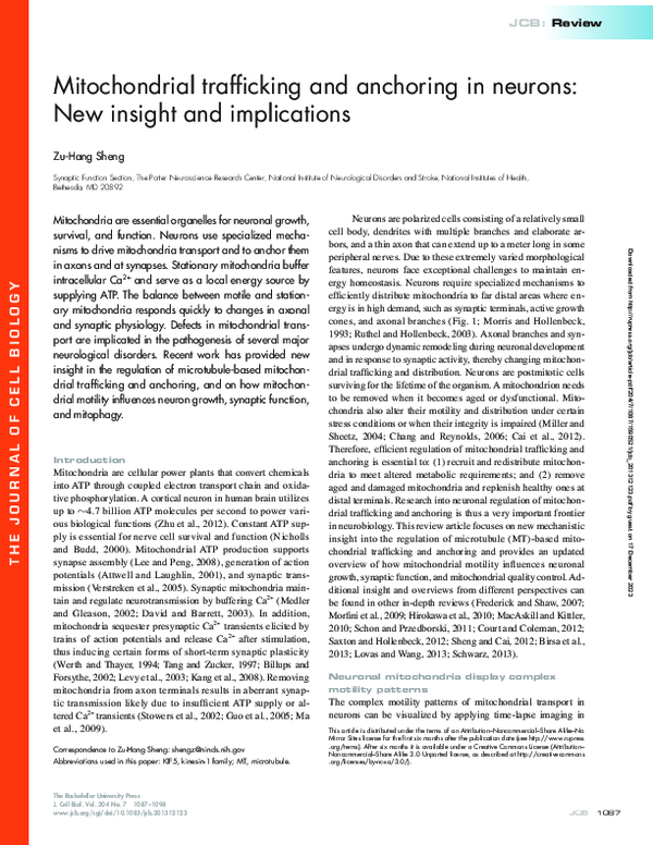 (PDF) Mitochondrial trafficking and anchoring in neurons: New insight ...