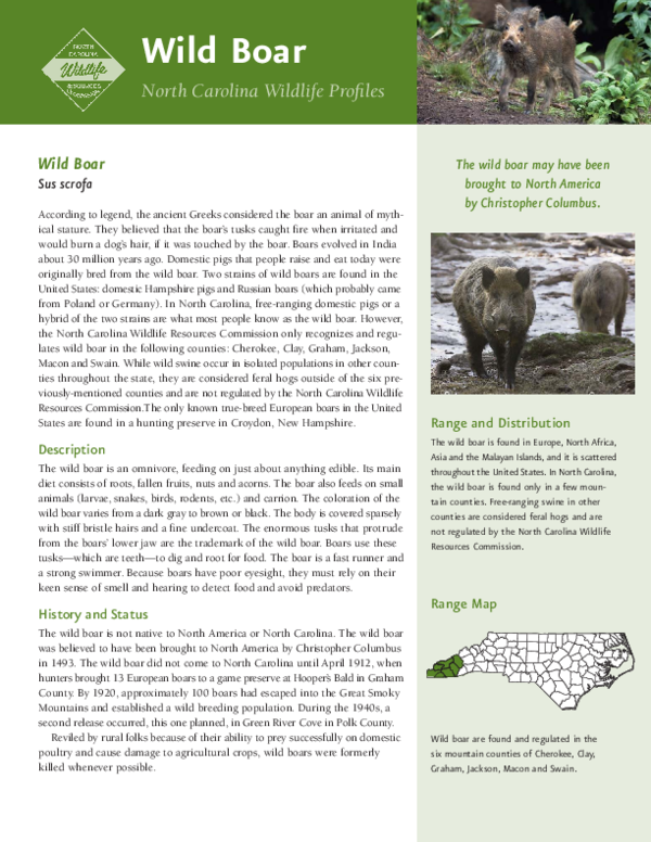 (PDF) Wild Boar — Sus scrofa