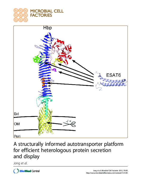 (PDF) A structurally informed autotransporter platform for efficient ...