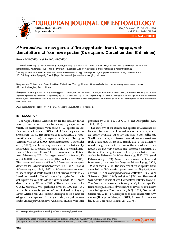 (PDF) Afromuelleria, a new genus of Trachyphloeini from Limpopo, with ...