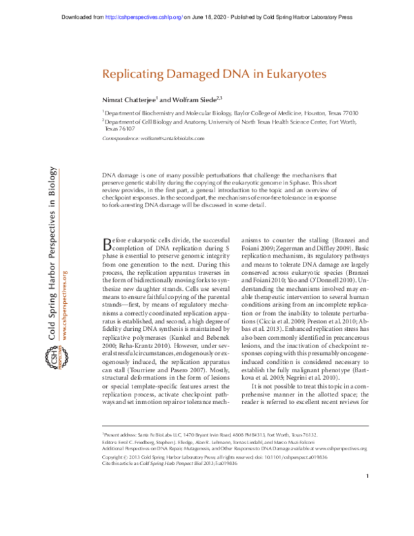 (PDF) Replicating Damaged DNA in Eukaryotes