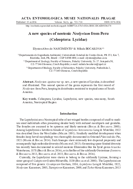 (PDF) A new species of neotenic Neolyrium from Peru (Coleoptera: Lycidae)