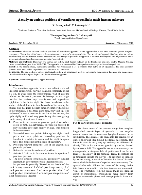 (PDF) A study on various positions of vermiform appendix in adult human cadavers