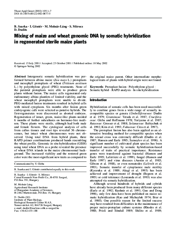 (PDF) Mixing of maize and wheat genomic DNA by somatic hybridization in ...