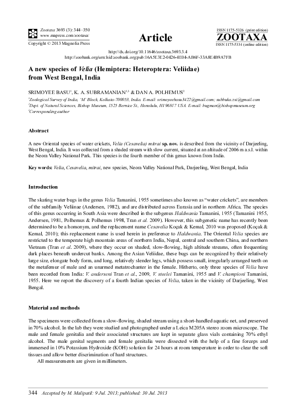 (PDF) A new species of Velia (Hemiptera: Heteroptera: Veliidae) from ...
