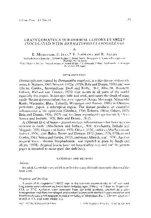 (PDF) Granulomatous sub-dermal lesions in sheep inoculated with ...