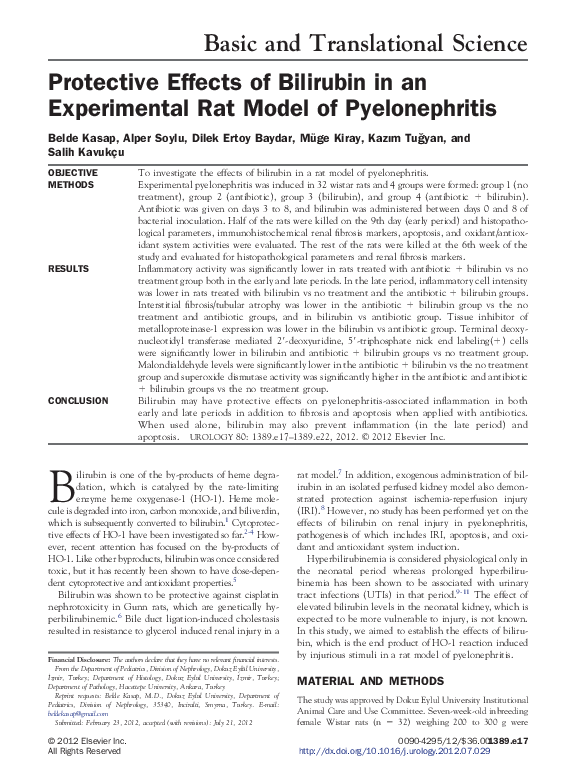 (PDF) Protective Effects of Bilirubin in an Experimental Rat Model of ...