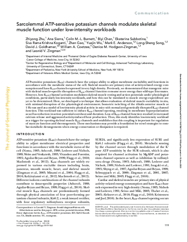 (PDF) Sarcolemmal ATP-sensitive potassium channels modulate skeletal ...