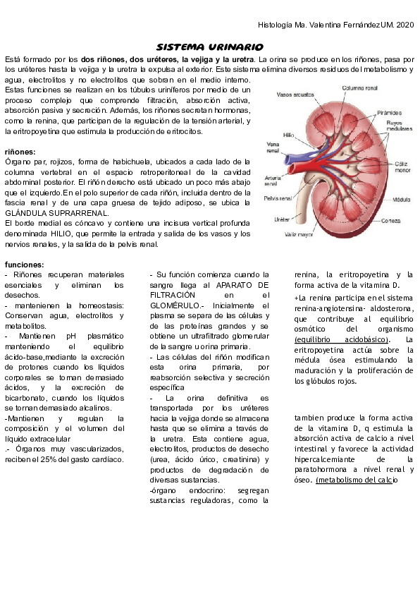 (PDF) sistema urinario histología