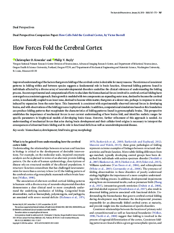 (PDF) How Forces Fold the Cerebral Cortex
