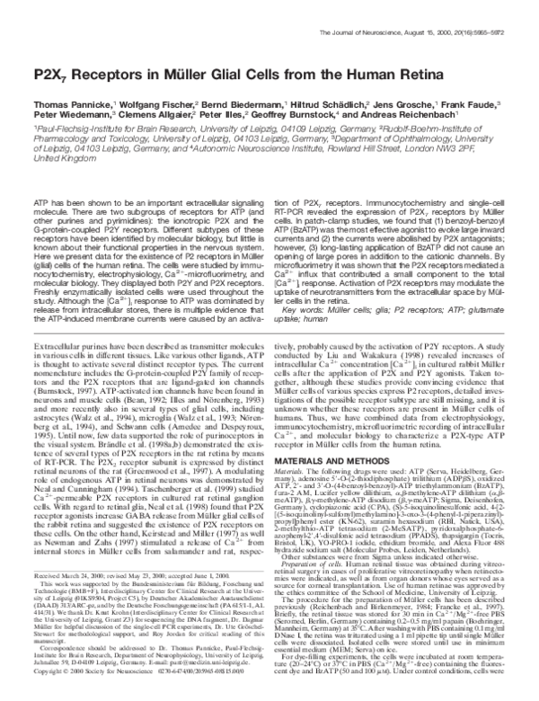 (PDF) P2X7 Receptors in Müller Glial Cells from the Human Retina