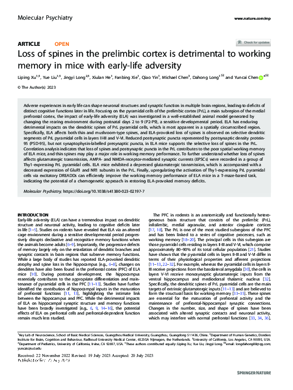 (PDF) Loss of spines in the prelimbic cortex is detrimental to working ...