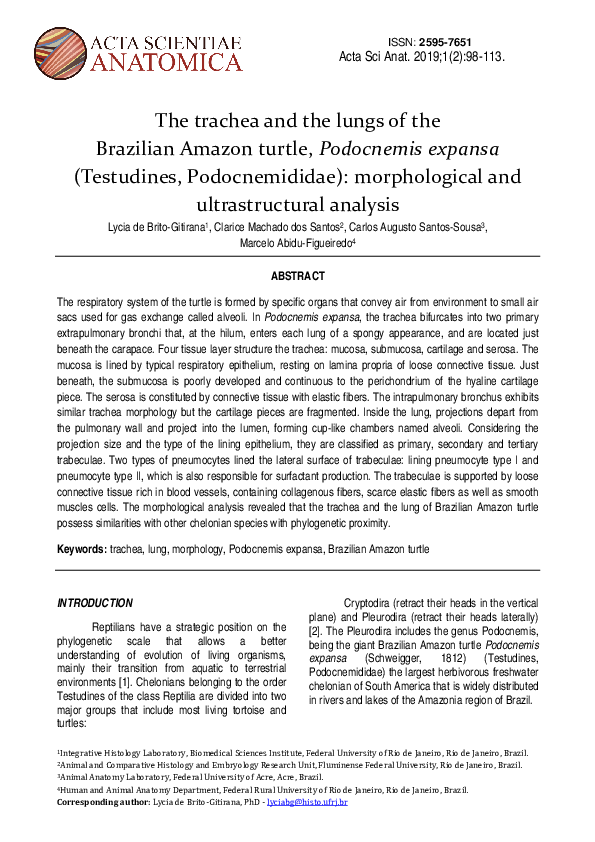 (PDF) The trachea and the lungs of the Brazilian Amazon turtle ...