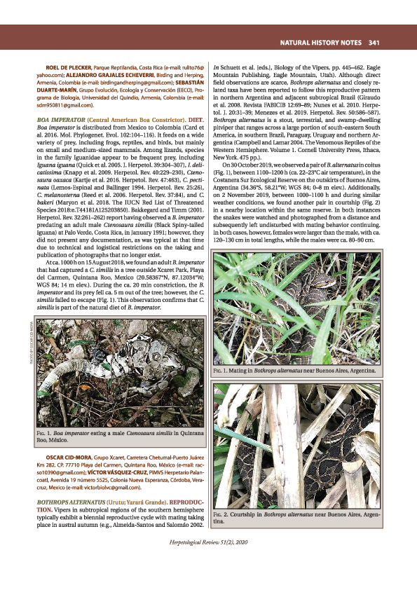 (PDF) Bothrops alternatus (Urutu, Yarará Grande). Reproduction.