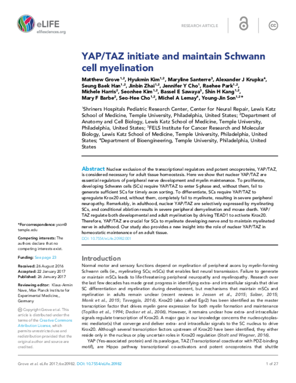 (PDF) YAP/TAZ initiate and maintain Schwann cell myelination | raehee ...