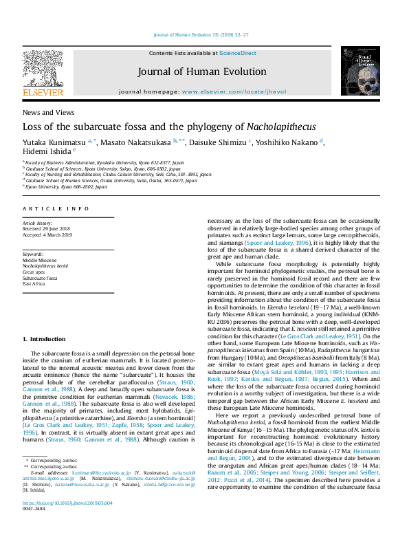(PDF) Loss of the subarcuate fossa and the phylogeny of Nacholapithecus