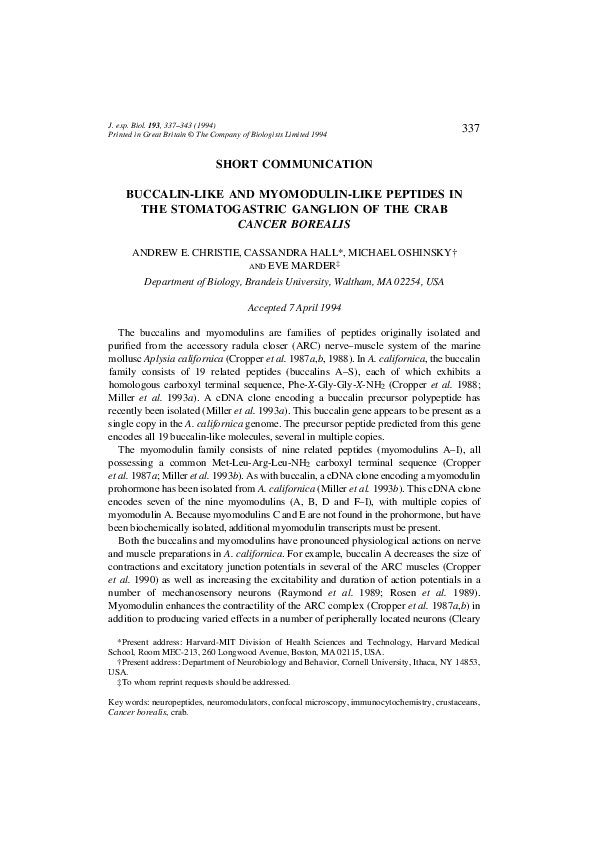(PDF) Buccalin-Like and Myomodulin-Like Peptides in the Stomatogastric ...