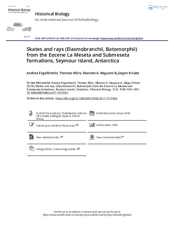 (PDF) Skates and rays (Elasmobranchii, Batomorphii) from the Eocene La ...