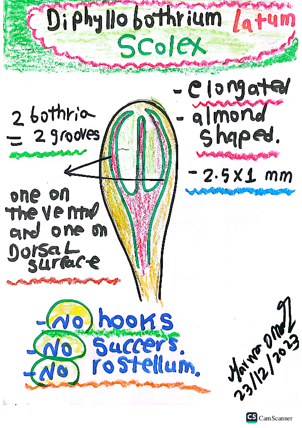 (PDF) Diphyllobothrium latum Practical slides.