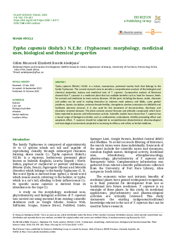 (PDF) Typha capensis (Rohrb.) N.E.Br. (Typhaceae): morphology ...