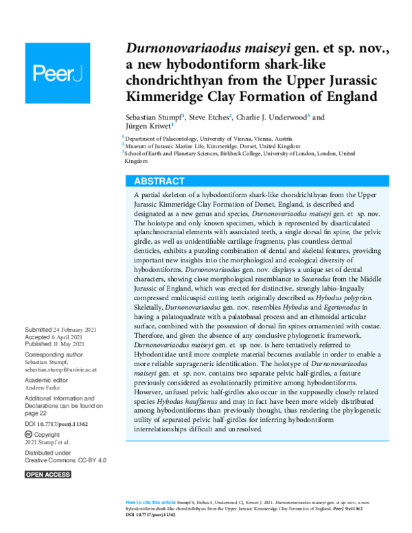 (PDF) Durnonovariaodus maiseyi gen. et sp. nov., a new hybodontiform ...