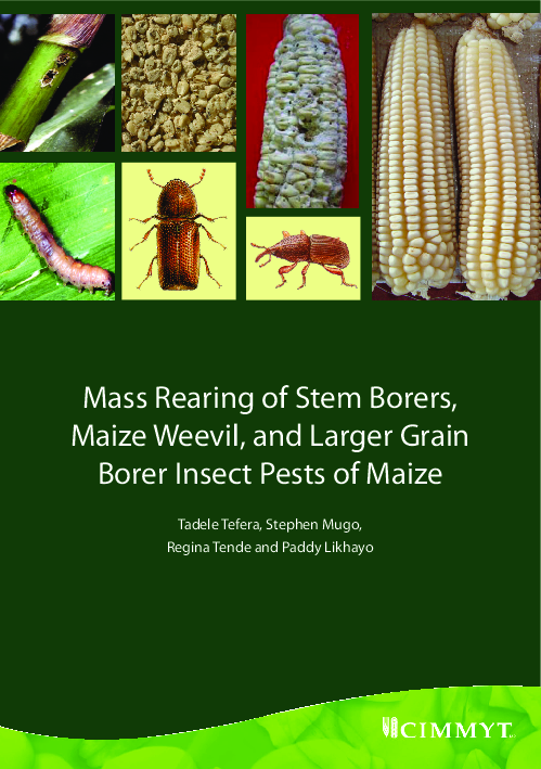 (PDF) Mass rearing of stem borers, maize weevil, and larger grain borer ...