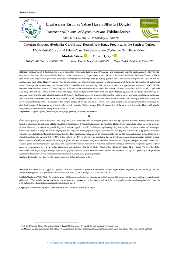 (PDF) Gerbillus dasyurus (Rodentia: Gerbillinae) Record from Hatay ...
