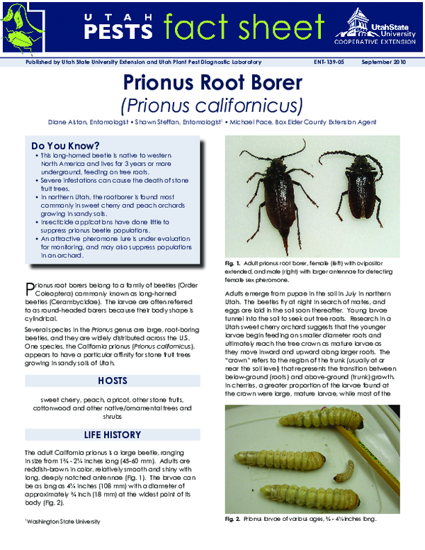 (PDF) Prionus Root Borer (Prionus californicus)