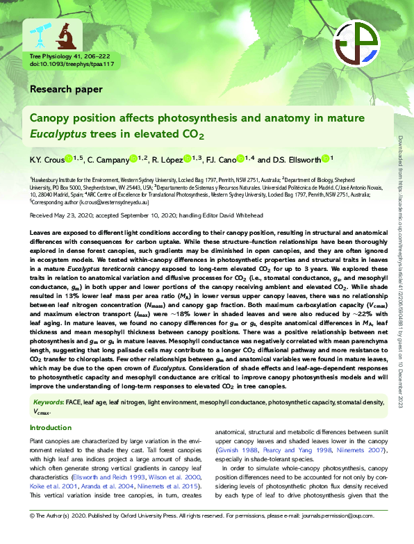 (PDF) Canopy position affects photosynthesis and anatomy in ...