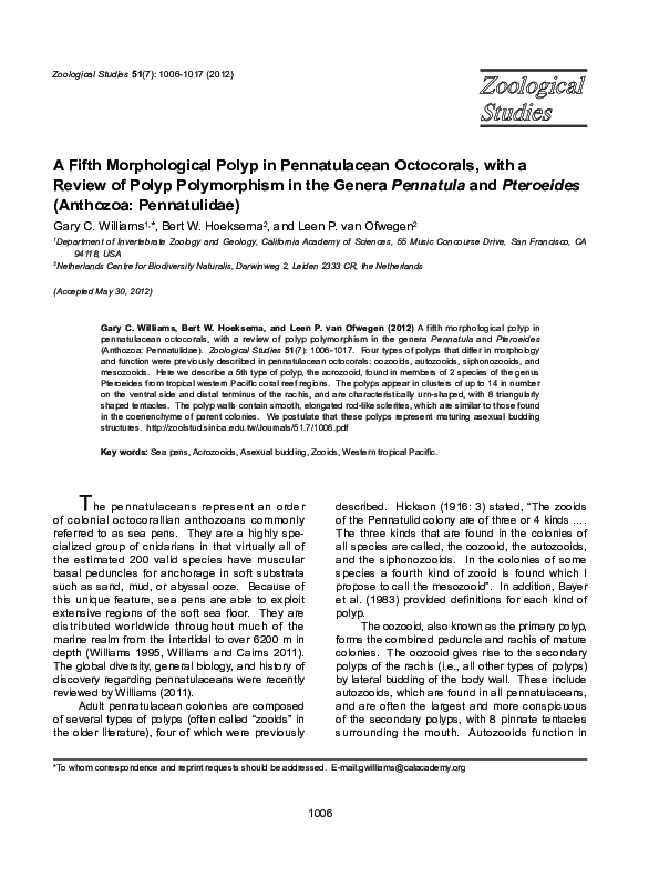 (PDF) A fifth morphological polyp in pennatulacean octocorals, with a ...