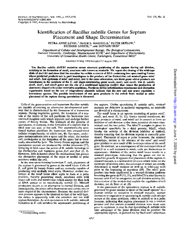 Pdf Identification Of Bacillus Subtilis Genes For Septum Placement